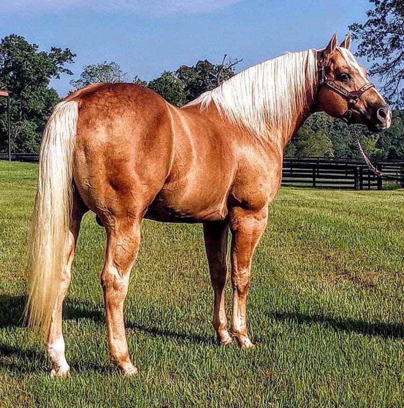 FRENCHMANS SIX DASH | FRENCHMANS GUY x THE STYLISH BABY