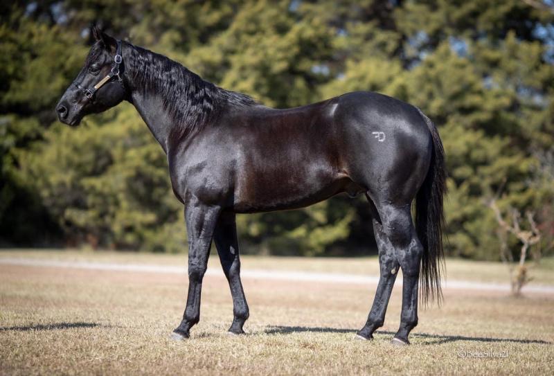 Triple Crown 100 | Stallions